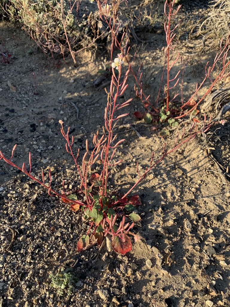 Chylismia from Eureka, NV, US on July 8, 2023 at 06:28 AM by rdwilcox51 ...