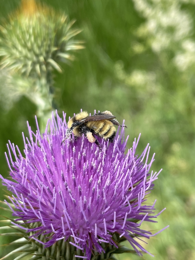 Golden Northern Bumble Bee from E 300 N, Tremonton, UT, US on July 8 ...