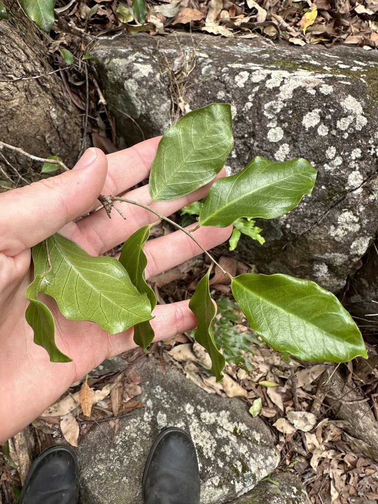 Embelia from Cedar Creek, QLD, AU on July 9, 2023 at 09:33 AM by ...