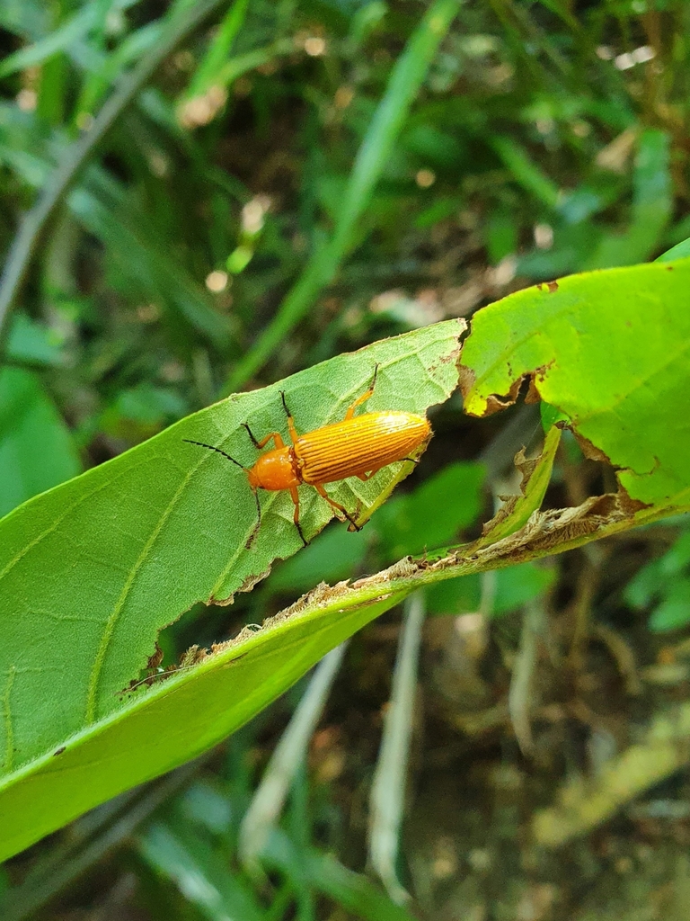 Hemiops flava from 336台灣桃園市復興區29 on July 9, 2023 at 10:45 AM by 黃書彥 ...