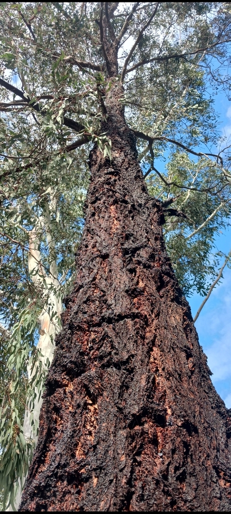 Red Ironbark from Beermullah WA 6503, Australia on July 9, 2023 at 11: ...