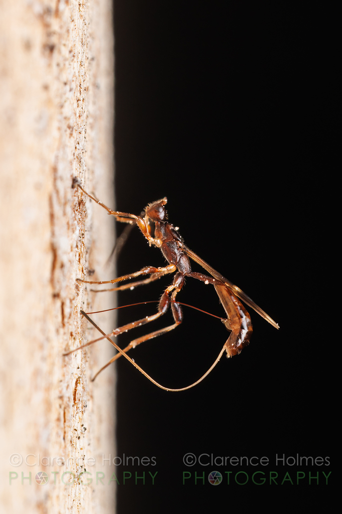Spathius in July 2023 by Clarence Holmes. A female braconid wasp ...