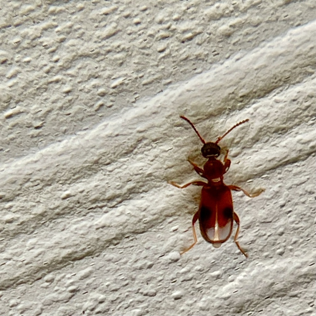 Vacusus vicinus in July 2023 by Sharon Watson · iNaturalist