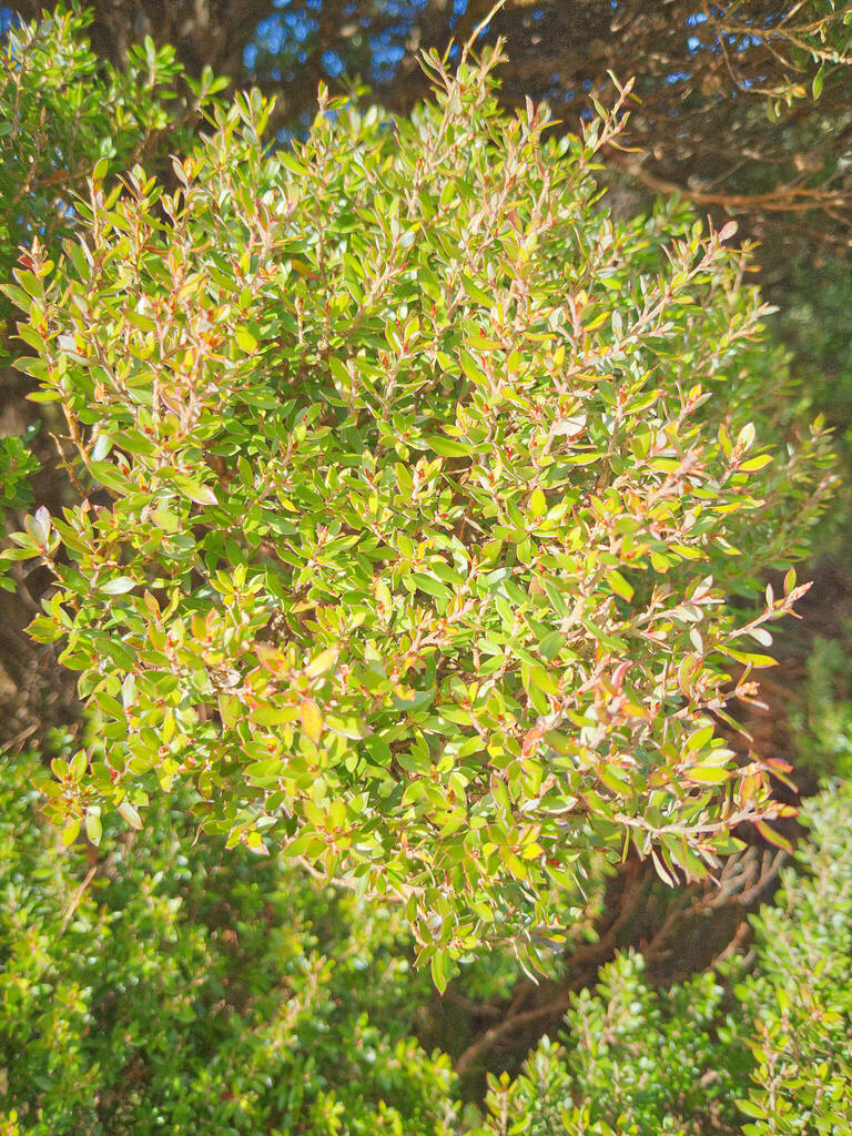 Tea Trees from Goulds Country TAS 7216, Australia on June 27, 2023 at ...