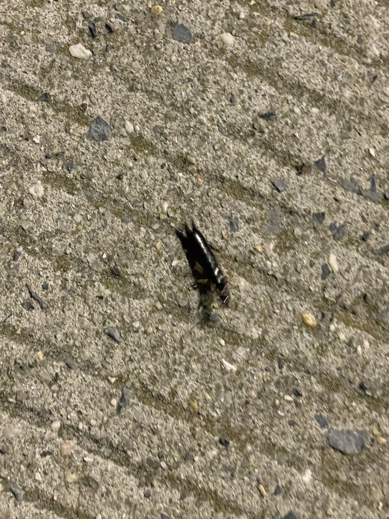 Winged and Once-winged Insects from Shell Pile, North Wildwood, NJ, US ...