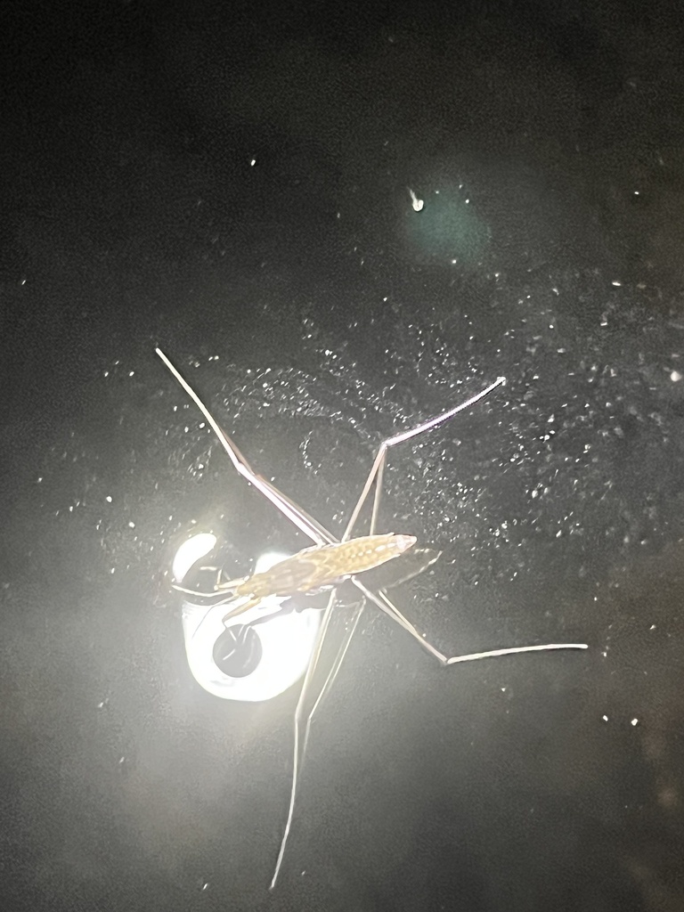 Common Water Strider from Mount Tamalpais State Park, Mill Valley, CA ...