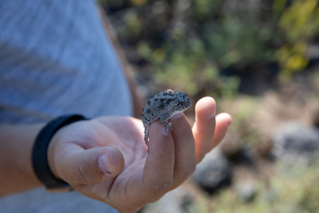 Pygmy Short-horned Lizard from Fremont County, ID, USA on July 8, 2023 ...