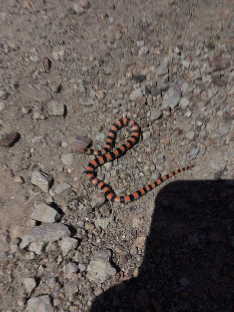 Ground Snake from Phoneline Trail, Reno, NV, US on July 8, 2023 at 09: ...