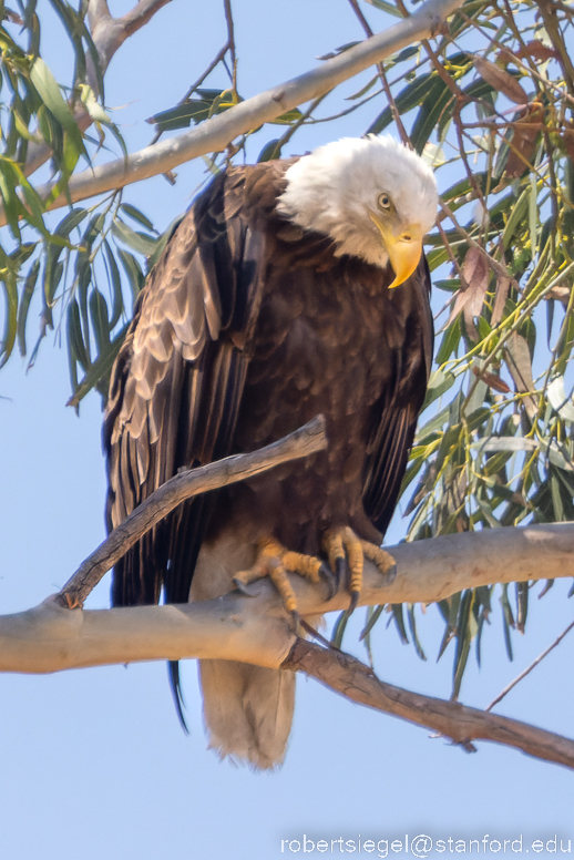 Bald Eagle in July 2023 by Robert Siegel · iNaturalist