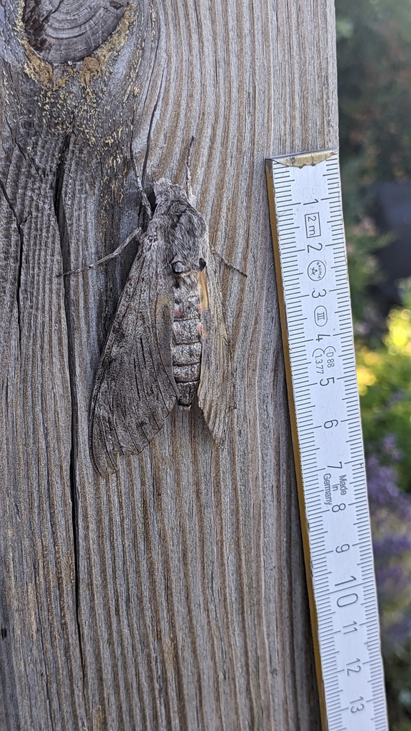 Convolvulus Hawkmoth from Ehringen, 86757 Wallerstein, Deutschland on ...