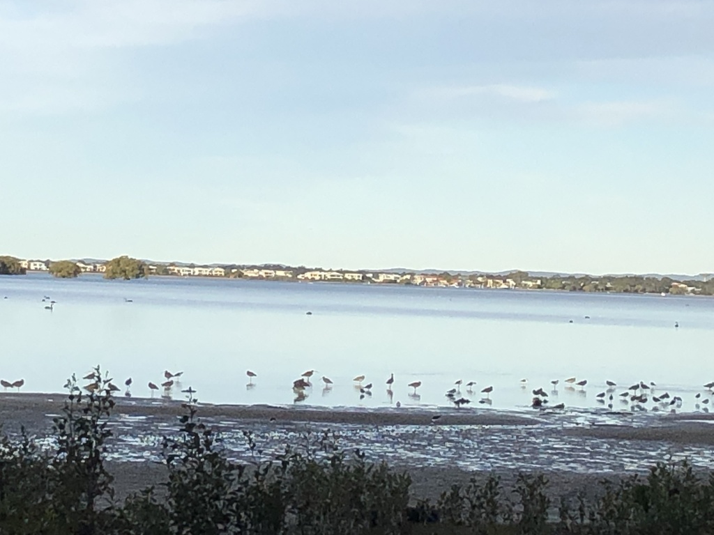 Birds from Esplanade, Toorbul, QLD, AU on July 9, 2023 at 04:16 PM by ...