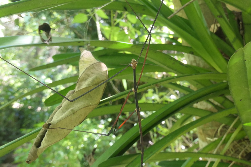 Ramulus caii from 香港八仙嶺 on July 9, 2023 at 11:14 AM by Queenie Shum ...
