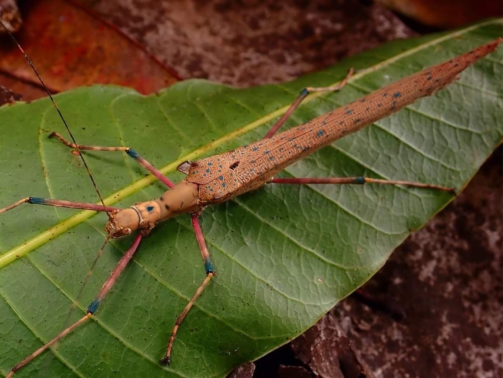 Calvisia from Trus Madi Entomology Camp on April 3, 2023 by Siang Liang ...