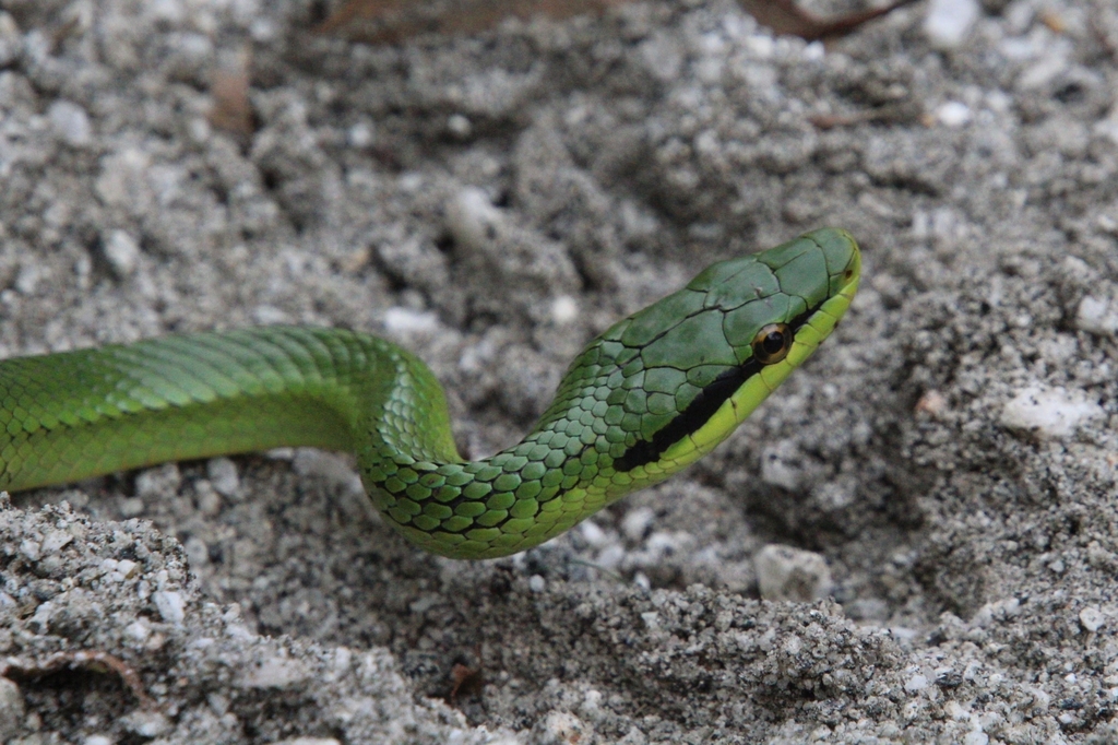 Rein Snake from 792101 on May 24, 2023 at 04:17 PM by Vivek ...