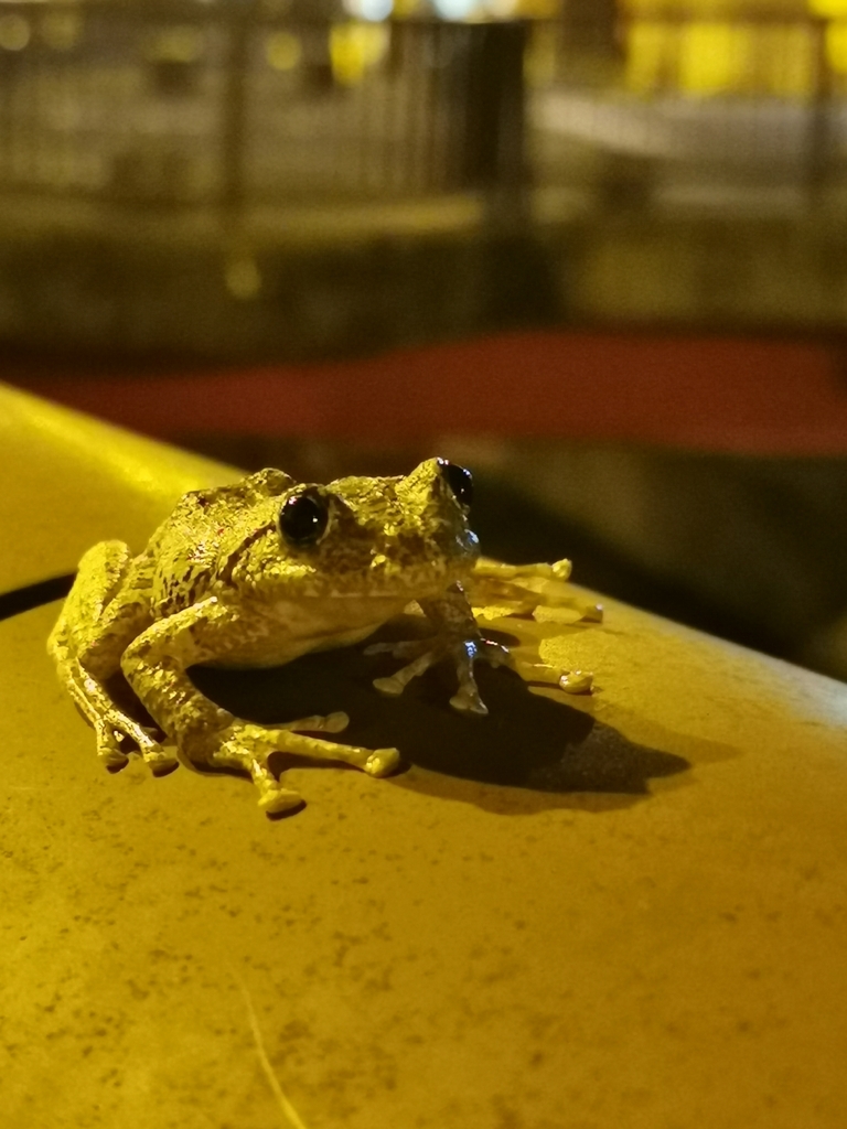 Kajika Frog from Gero, JP-GF, JP on June 29, 2023 at 07:51 PM by O ...