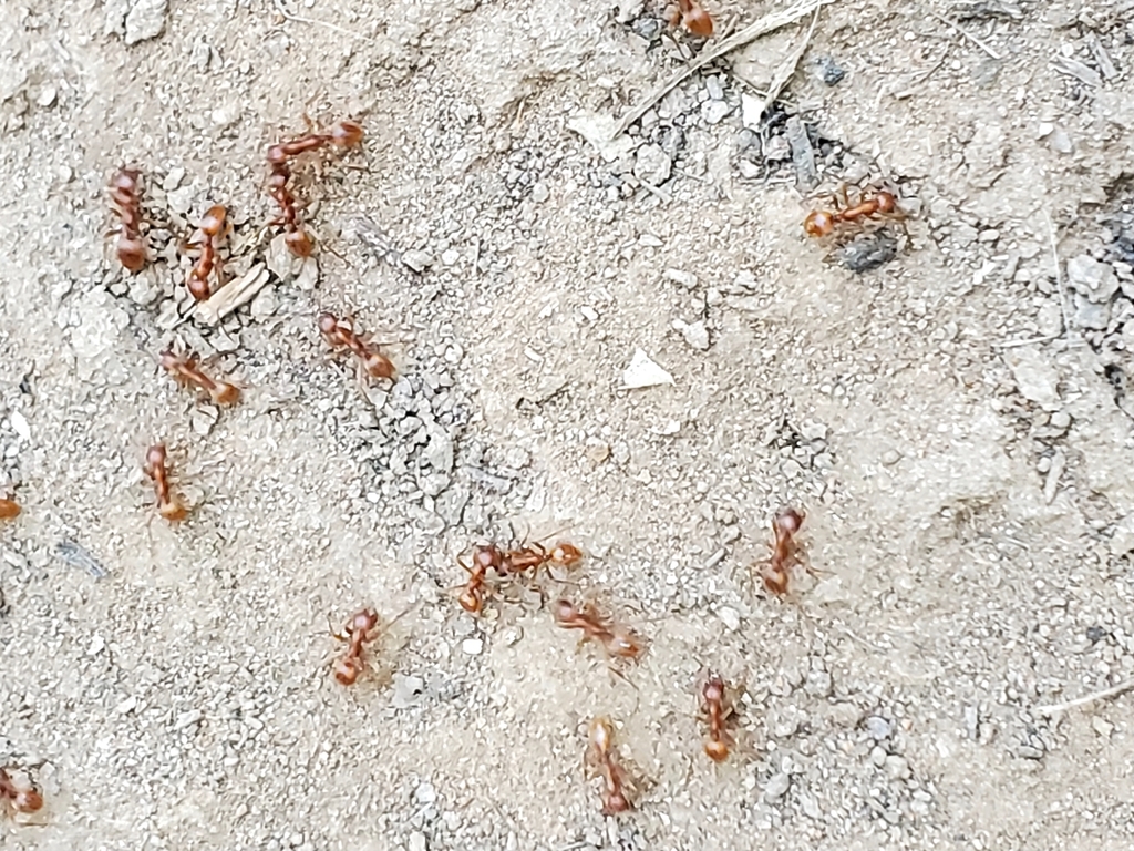 Wine-red Amazon Ant from Julian, CA 92036, USA on July 8, 2023 at 06:04 ...