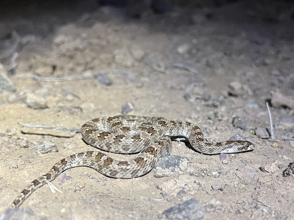 Derafshi Snake from Karaj, IR-AL, IR on July 6, 2023 at 11:54 PM by ...