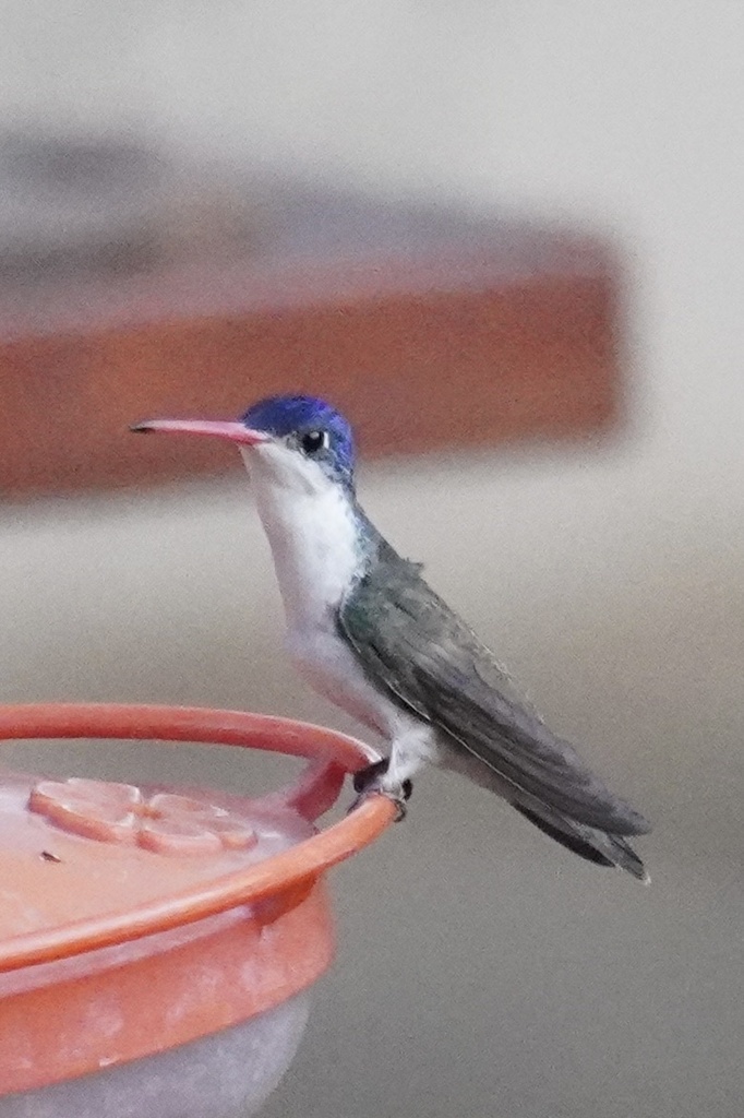 Violet-crowned Hummingbird from The Paton Center for Hummingbirds ...