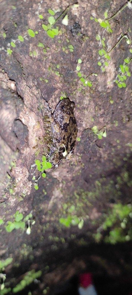 Indian Dot Frog in November 2002 by ajinkya unawane · iNaturalist