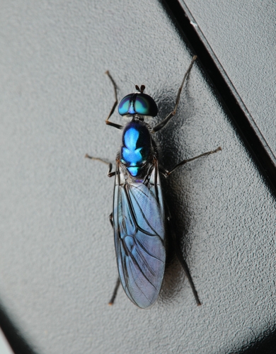 Sargus goliath · iNaturalist Guatemala