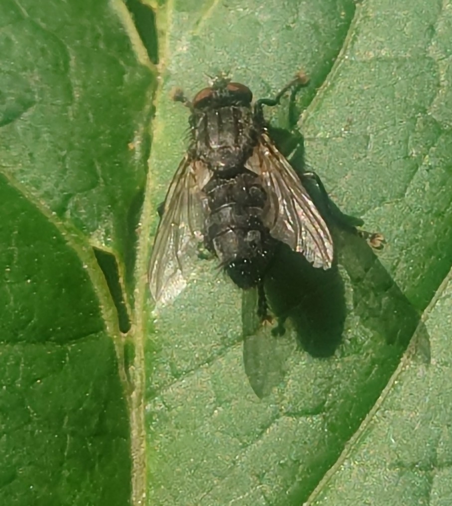 Calyptrate Flies from Pechersk, Kiev, Oekraïne, 02000 on June 19, 2023 ...