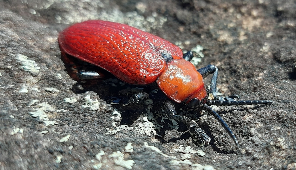 Coraliomela brunnea from Itaiacoca, Ponta Grossa - PR, Brasil on July 4 ...