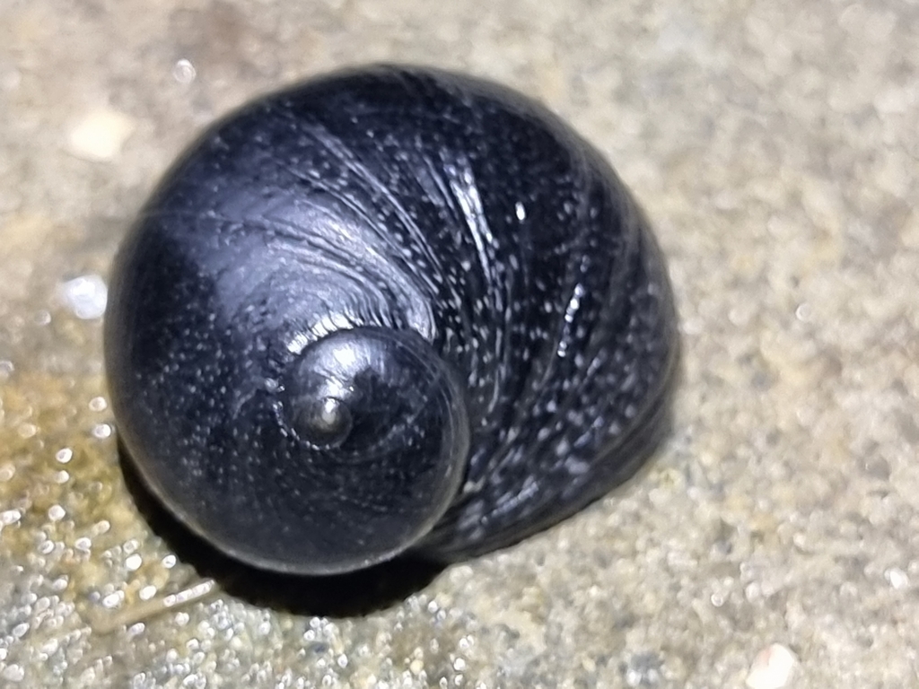 Black nerite from Sunshine Coast QLD, Australia on July 9, 2023 at 07: ...