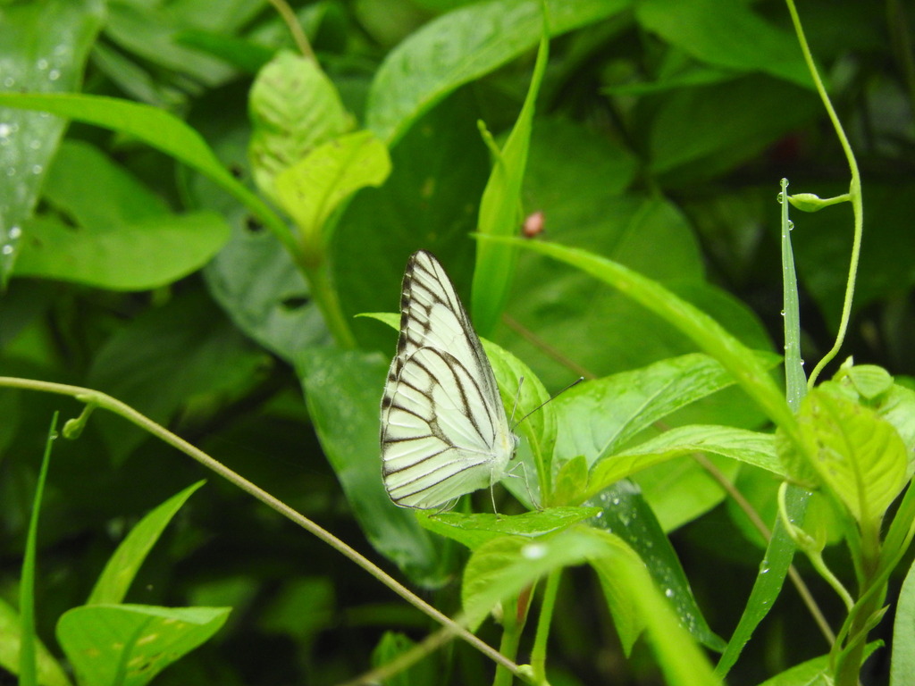 Eastern Striped Albatross from Jaguli, West Bengal, India on June 19 ...