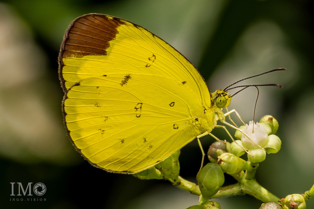 Chocolate Grass Yellow from Singapore Island, SG on July 9, 2023 at 12: ...