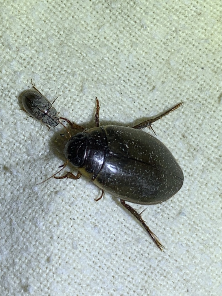 large-grooved diving beetle from Kruisken, Evergem, Oost-Vlaanderen, BE ...