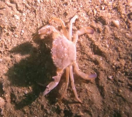 Harbour Crab on June 29, 2023 at 02:17 PM by Alexandre Levallois ...