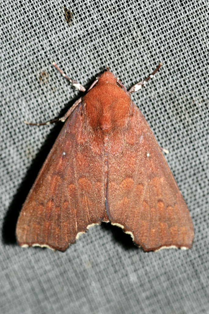 Arthisma scissuralis from Tanah Rata, Pahang, Малайзия on March 10 ...