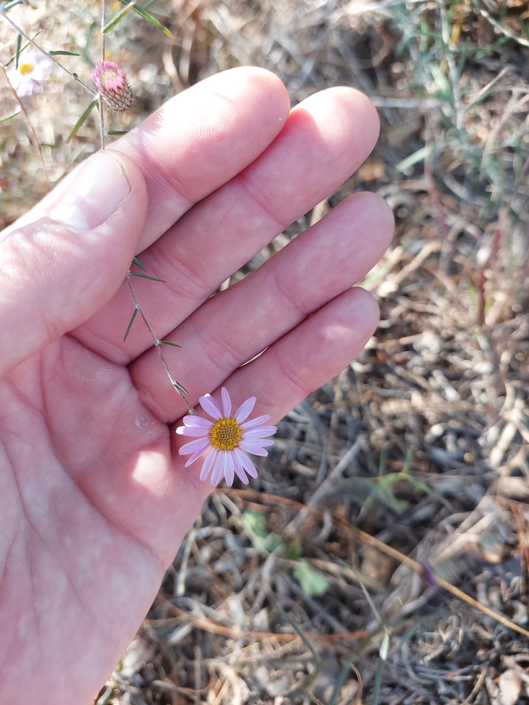 Bushman Tea from Hartbeespoort, 0216, South Africa on July 9, 2023 at ...