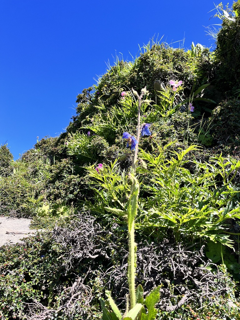 Meconopsis racemosa from 丹巴县, 甘孜藏族自治州, 四川省, CN on July 5, 2023 at 11:02 ...