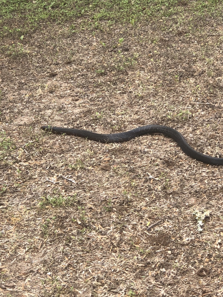 Texas Indigo Snake in July 2023 by cbardranch. 79° and mostly cloudy ...
