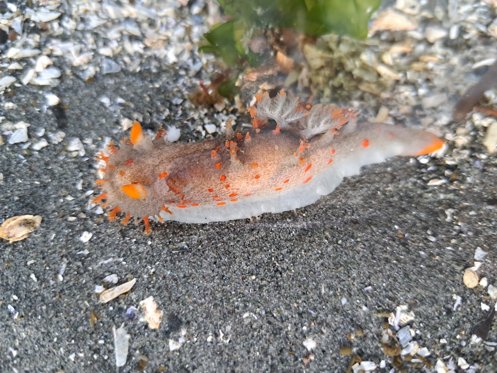 Modest Clown Dorid from 10800 Vashon Hwy SW, Vashon, WA 98070 on July 5 ...