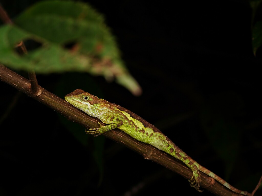 Okinawa Tree Lizard in July 2023 by 厲力言 · iNaturalist