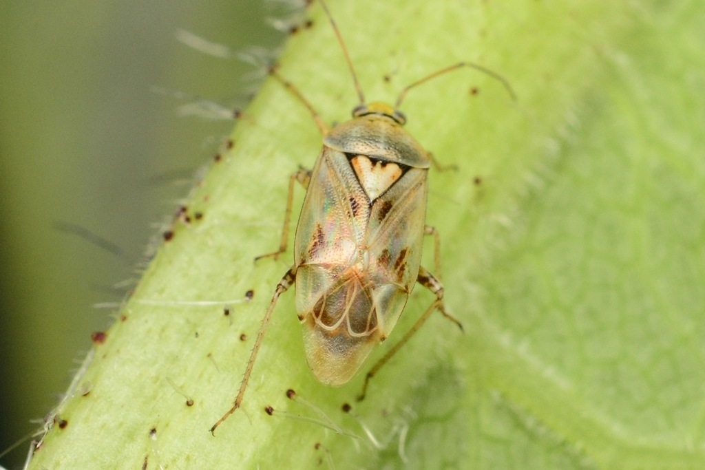 Lygus Bugs from Arkhangai, Mongolia on June 29, 2023 by WonGun Kim ...
