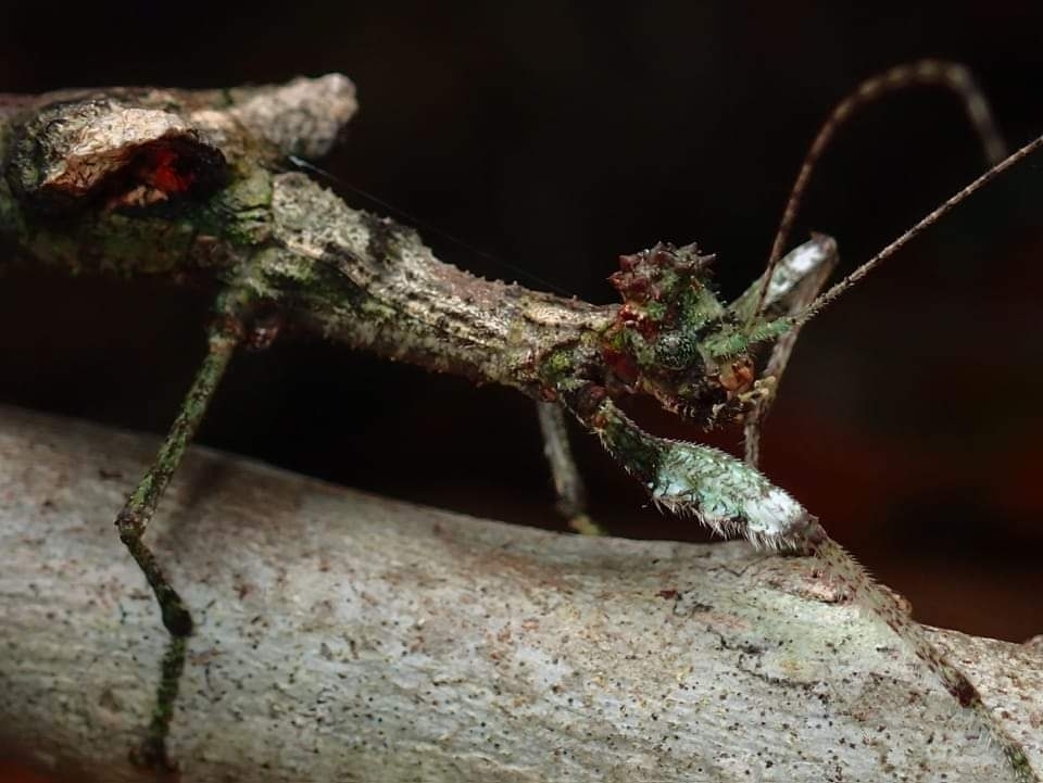 Sosibia from Trus Madi Entomology Camp on April 4, 2023 by Siang Liang ...