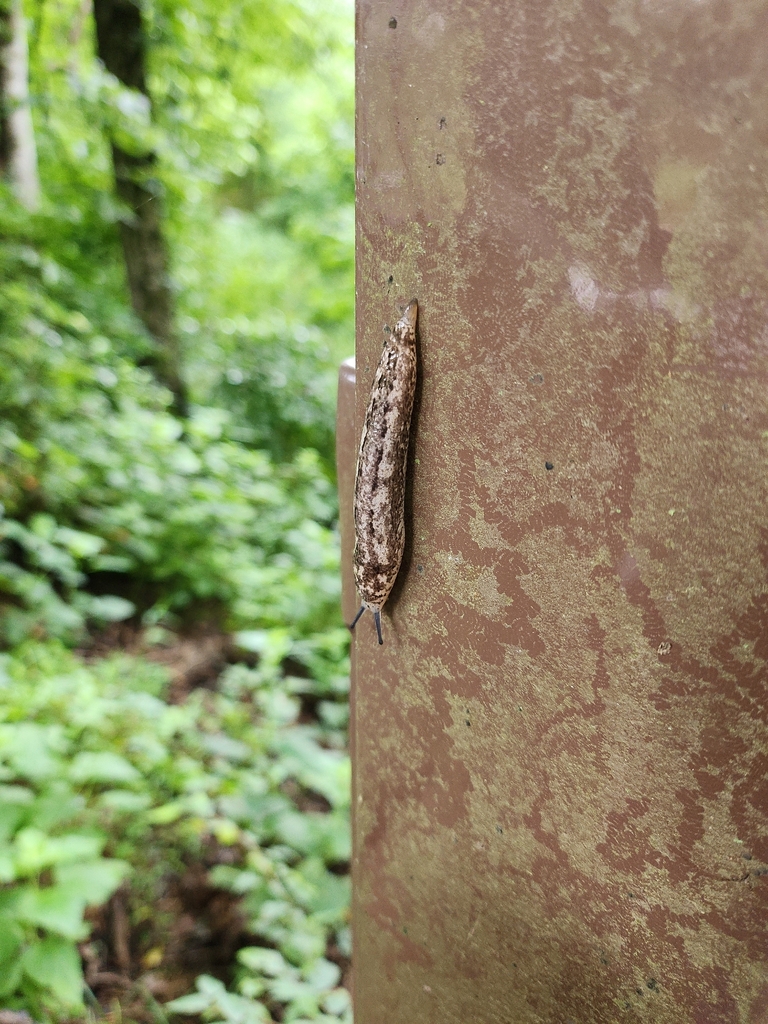 Changeable Mantleslug from Lebanon on July 9, 2023 at 10:27 AM by ...