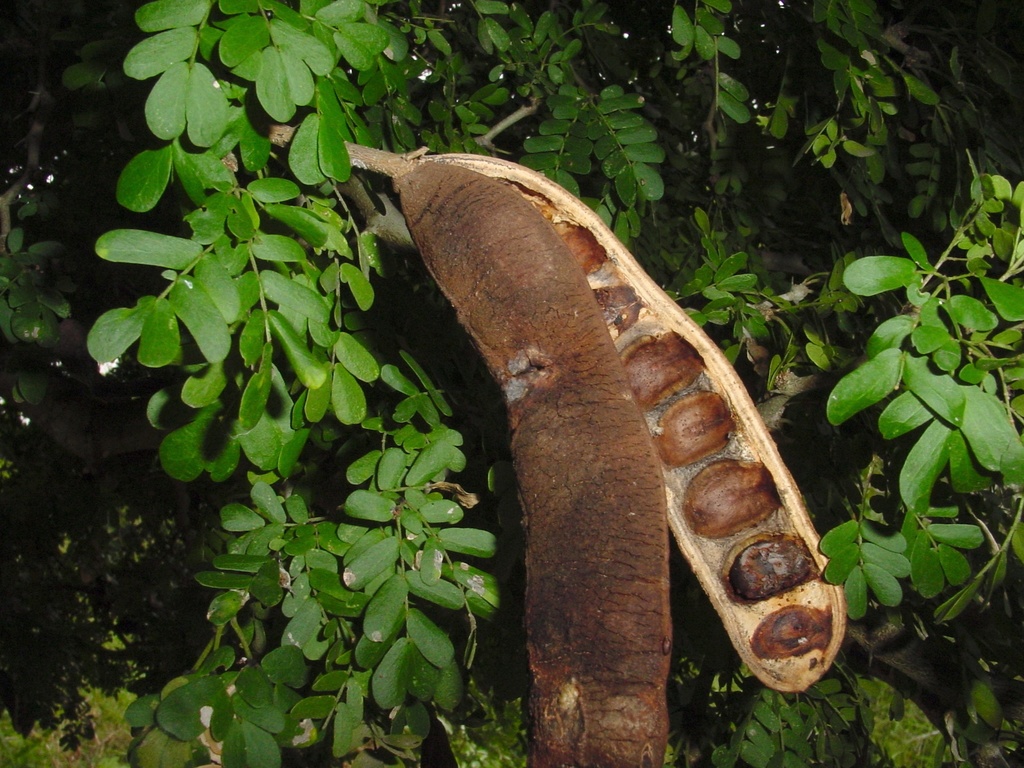 Texas Ebony from Sabal Palm Audubon on October 17, 2002 at 11:22 AM by ...