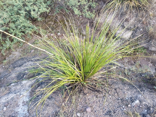 Seréke (Dasylirion simplex) · iNaturalist Mexico