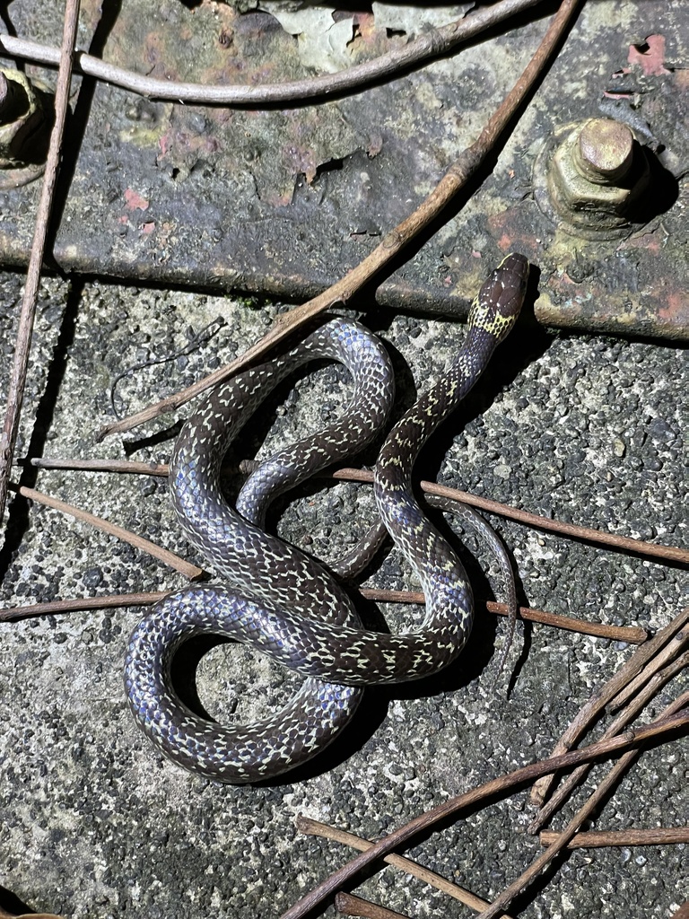 Common Wolf Snake in July 2023 by Artur Tomaszek · iNaturalist