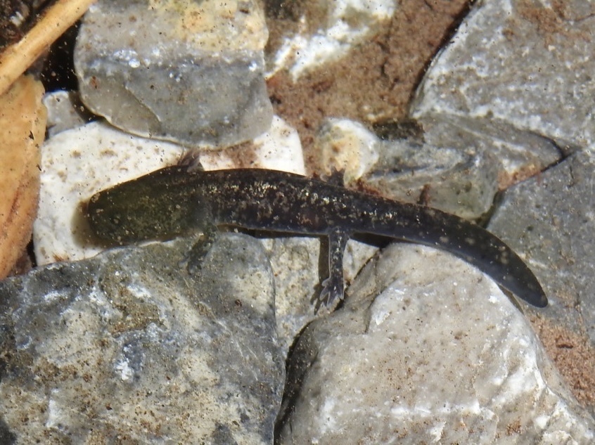 Alpine Stream Salamander in July 2023 by salamandrelladoug · iNaturalist