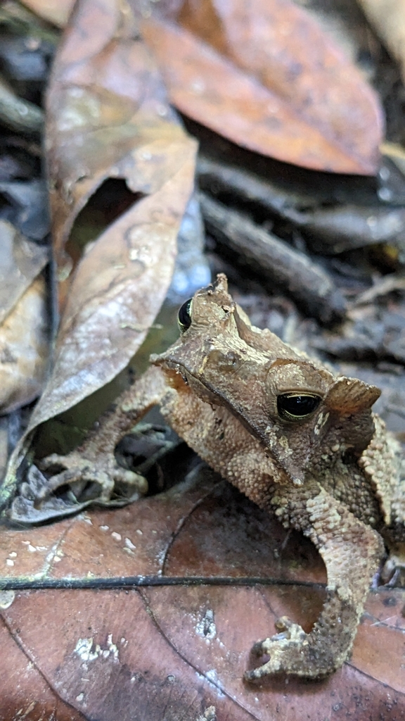 South American Common Toad from 17600, Peru on July 8, 2023 at 08:35 AM ...