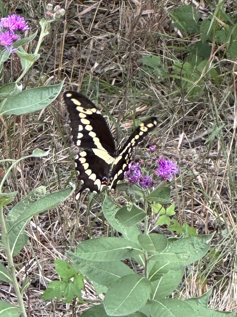 Eastern Giant Swallowtail from Ellis County, US-TX, US on July 9, 2023 ...