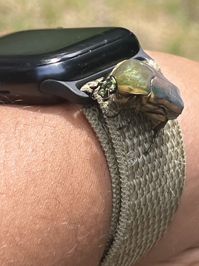 Common Green June Beetle from University of Arkansas, Fayetteville, AR ...
