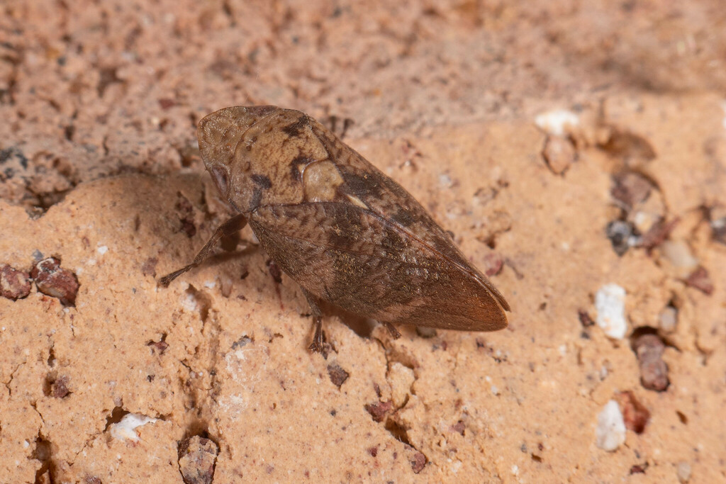Cephisus brevipennis from 1000 New Carmen Ave, Brownsville, TX 78521 ...