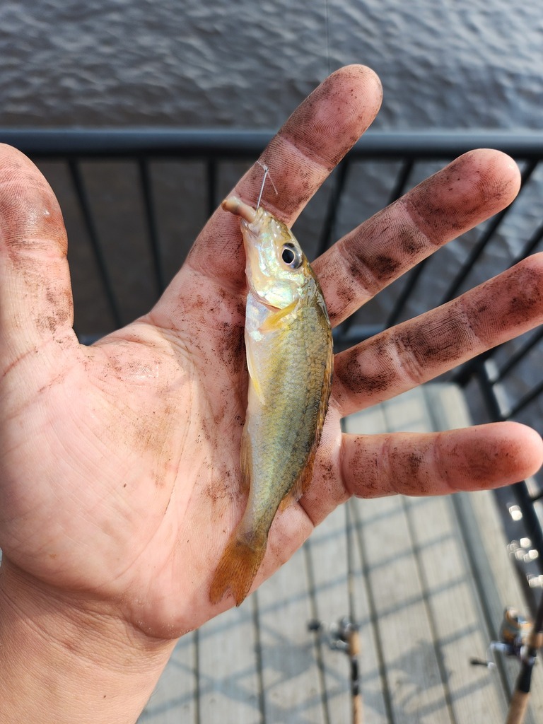 Ruffe from St. Louis River, Superior, WI, USA on June 27, 2023 at 05:15 ...