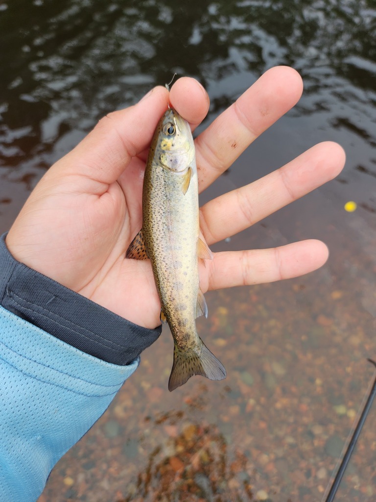 Rainbow Trout from Baptism River, Lake County, MN, USA on June 28, 2023 ...